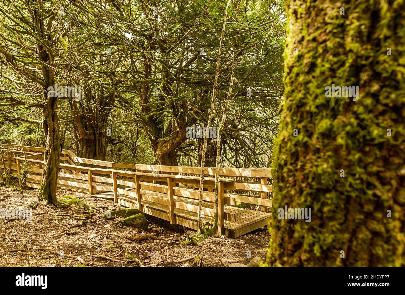 Footbridge Through The Forest Of El Tejedelo Teixedelo Taxus Baccata Footbridge Through The Forest Of El Tejedelo Teixedelo Taxus Baccata