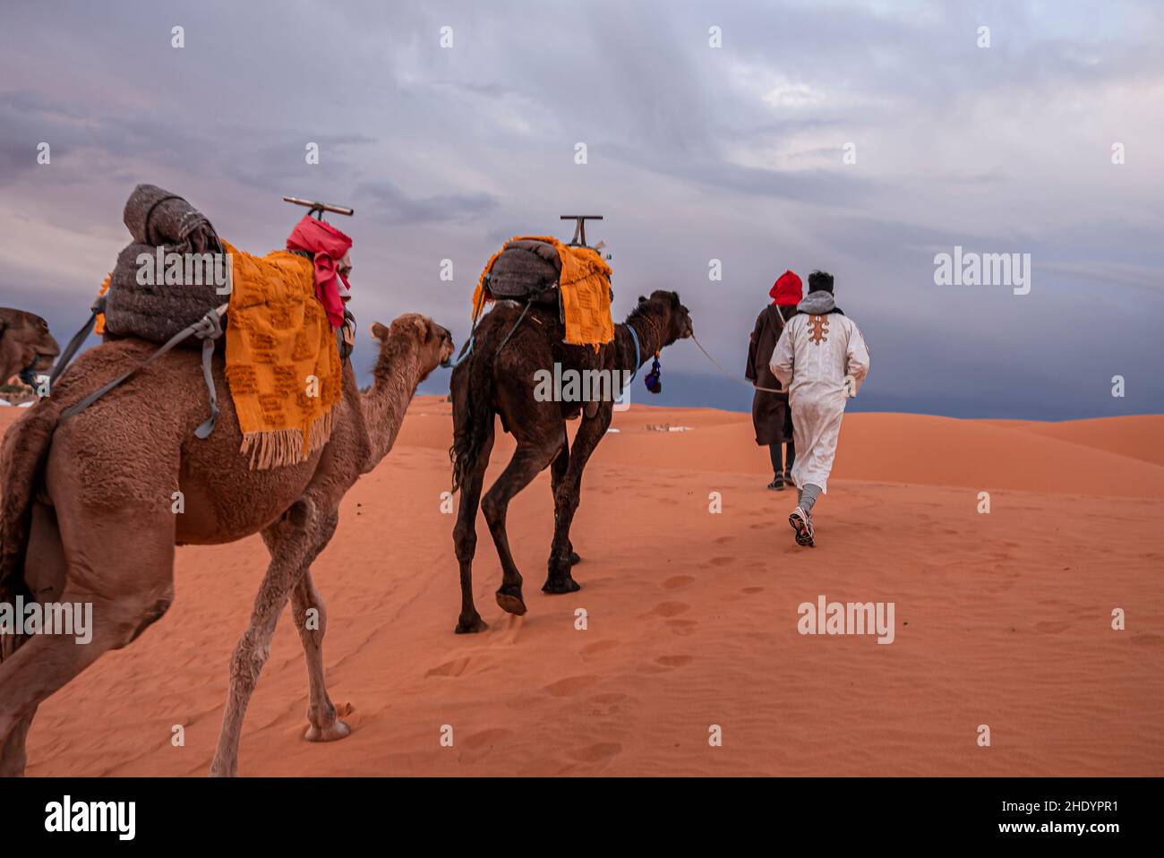 Bedouins in traditional dress leading camels through the sand in desert ...