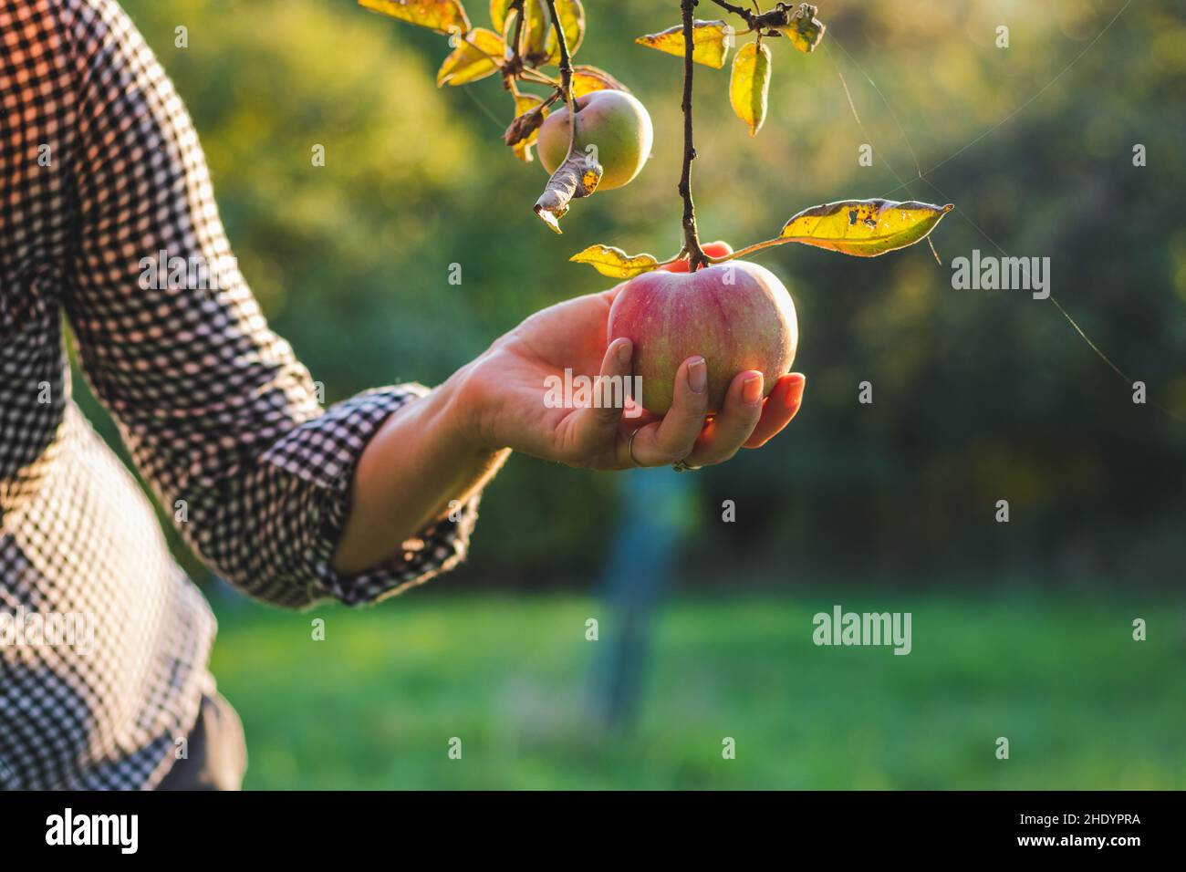 Female hands touching apple in orchard. Harvesting season. Gardener ...