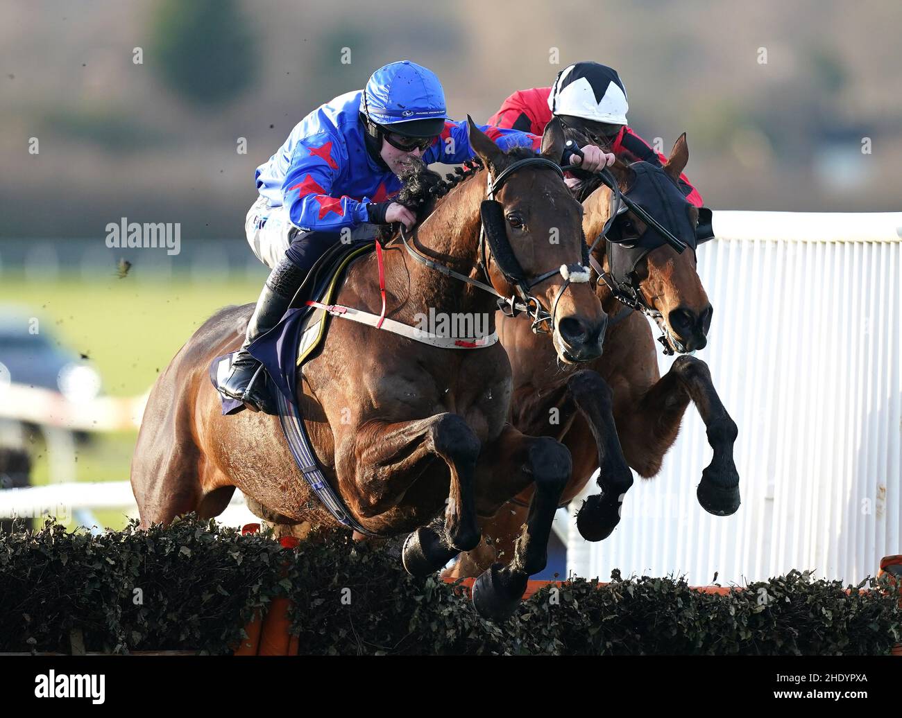 Morgenstern horse hi-res stock photography and images - Alamy