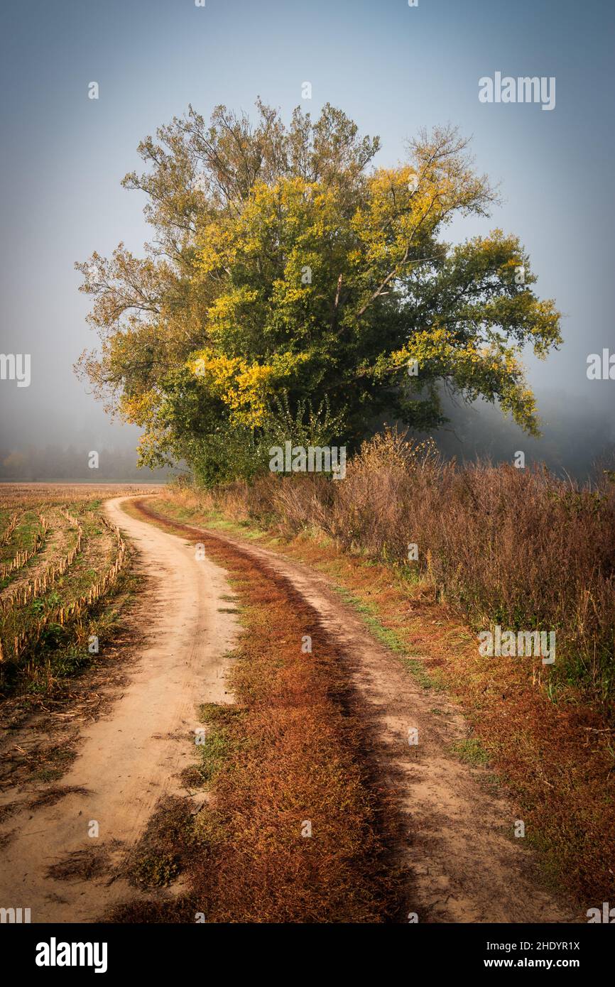 Footpath and tree in countryside at autumn fog morning. Solitaire tree ...