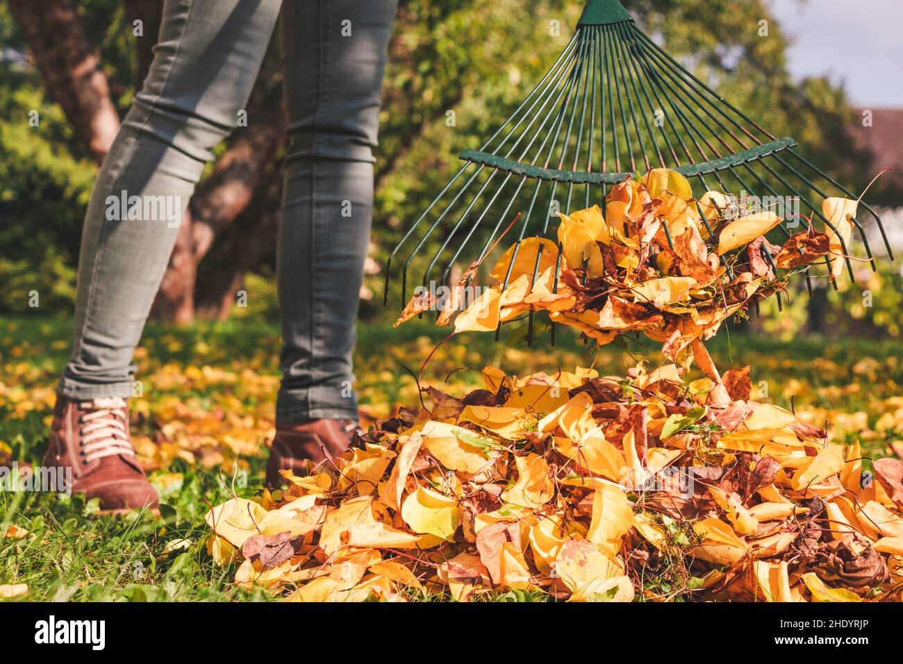 Raking fallen leaves in garden at autumn. Woman with rake cleaning the ...