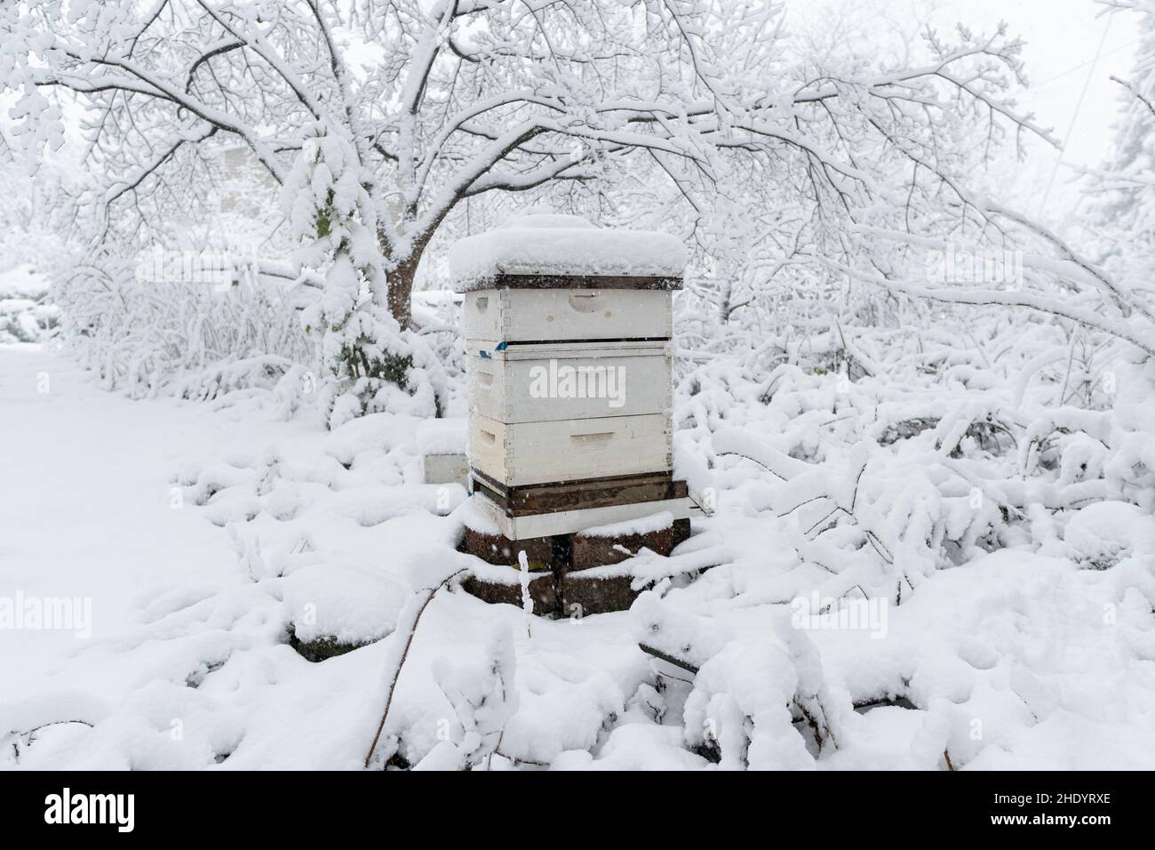 Bee Hive In The Snow Stock Photo - Alamy