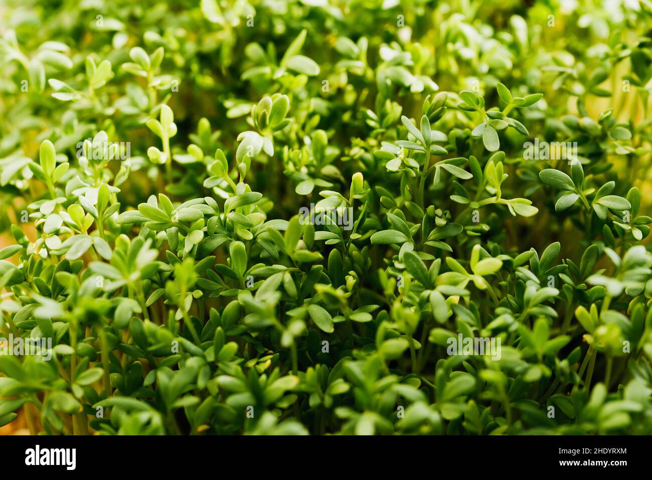 Closeup horizontal background from organic microgreen of watercress ...