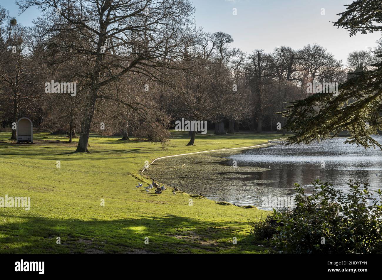 Birds and lake at Claremont Gardens Esher Stock Photo - Alamy