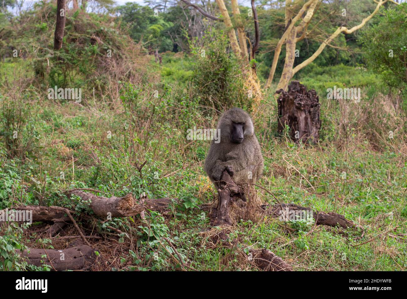 Large baboon sits on a tree among thickets, Ngorongoro Crater in ...