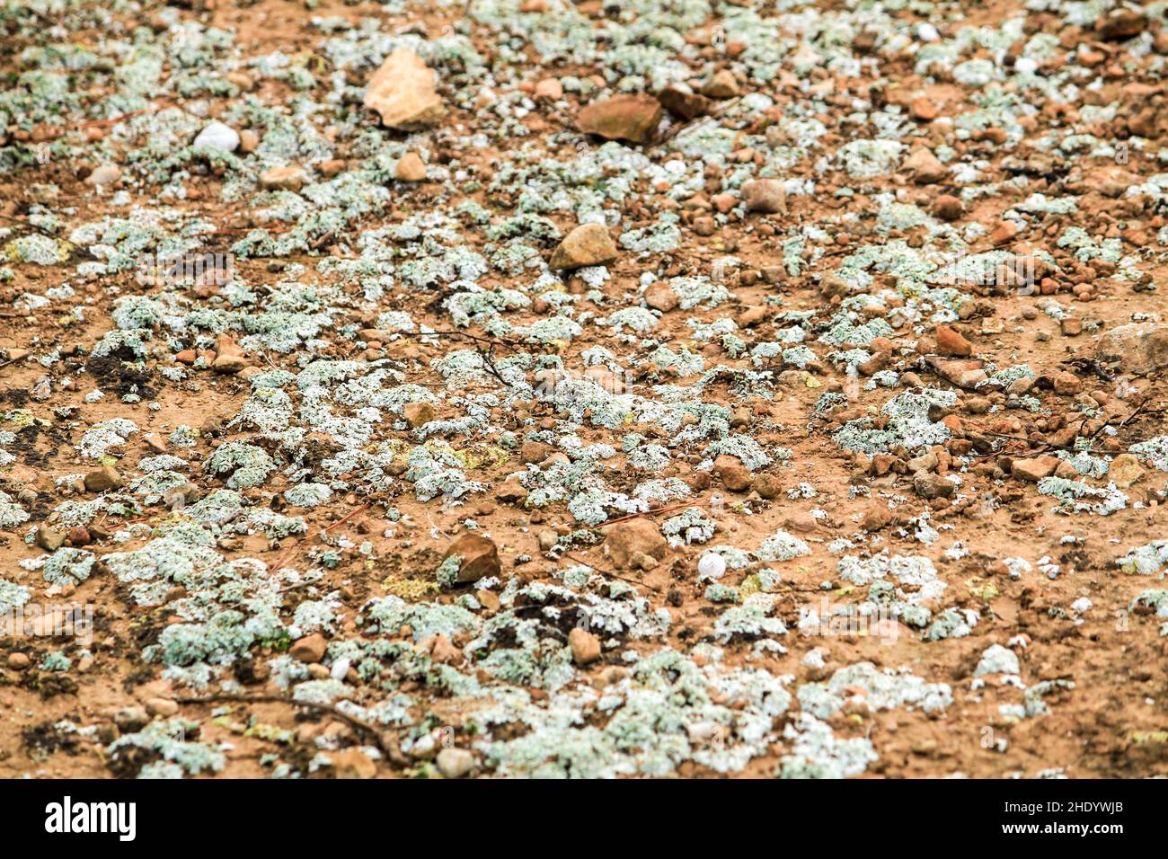 Colorful lichen on soil in the mountain in Spain Stock Photo - Alamy