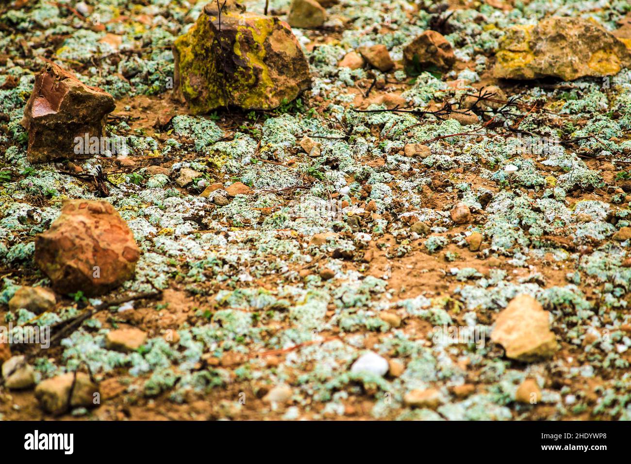 Colorful lichen on soil in the mountain in Spain Stock Photo - Alamy