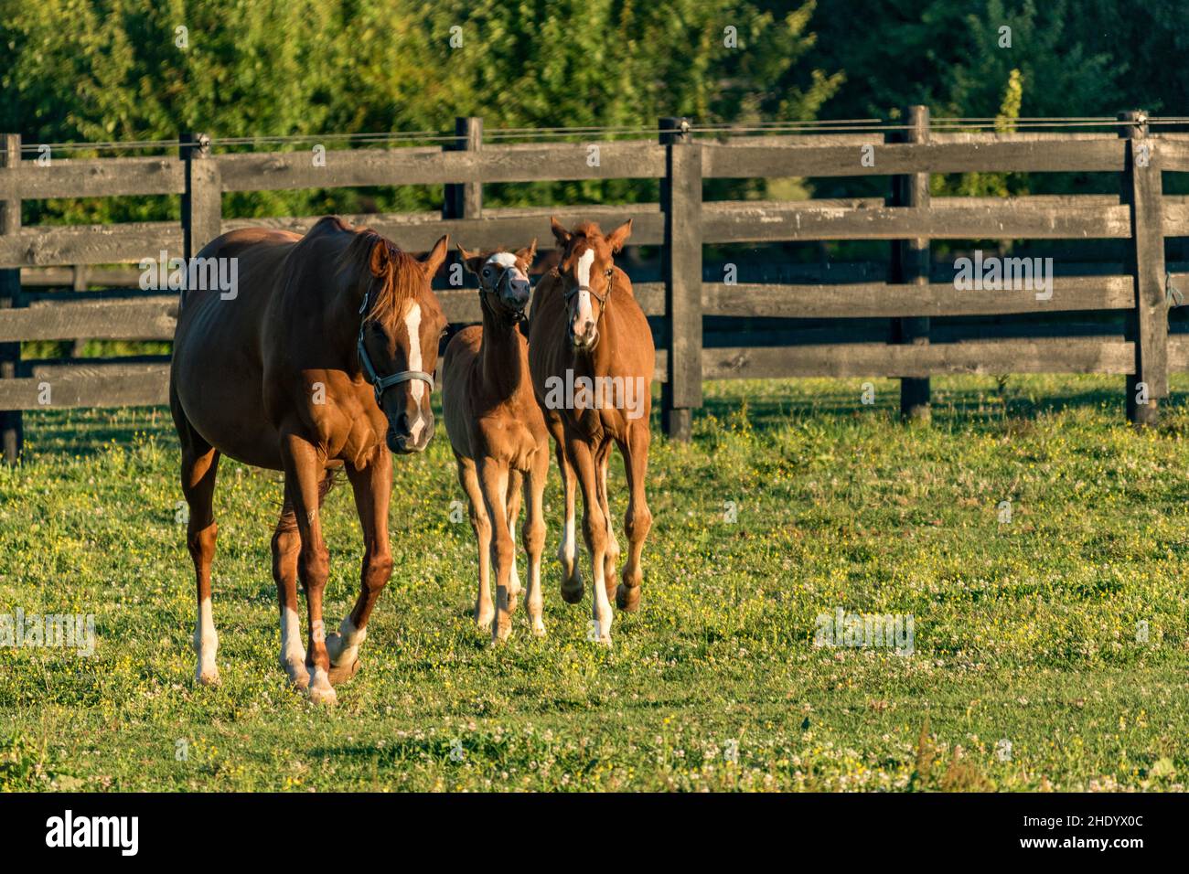 Horses in the riding park in Pennsylvania Stock Photo - Alamy