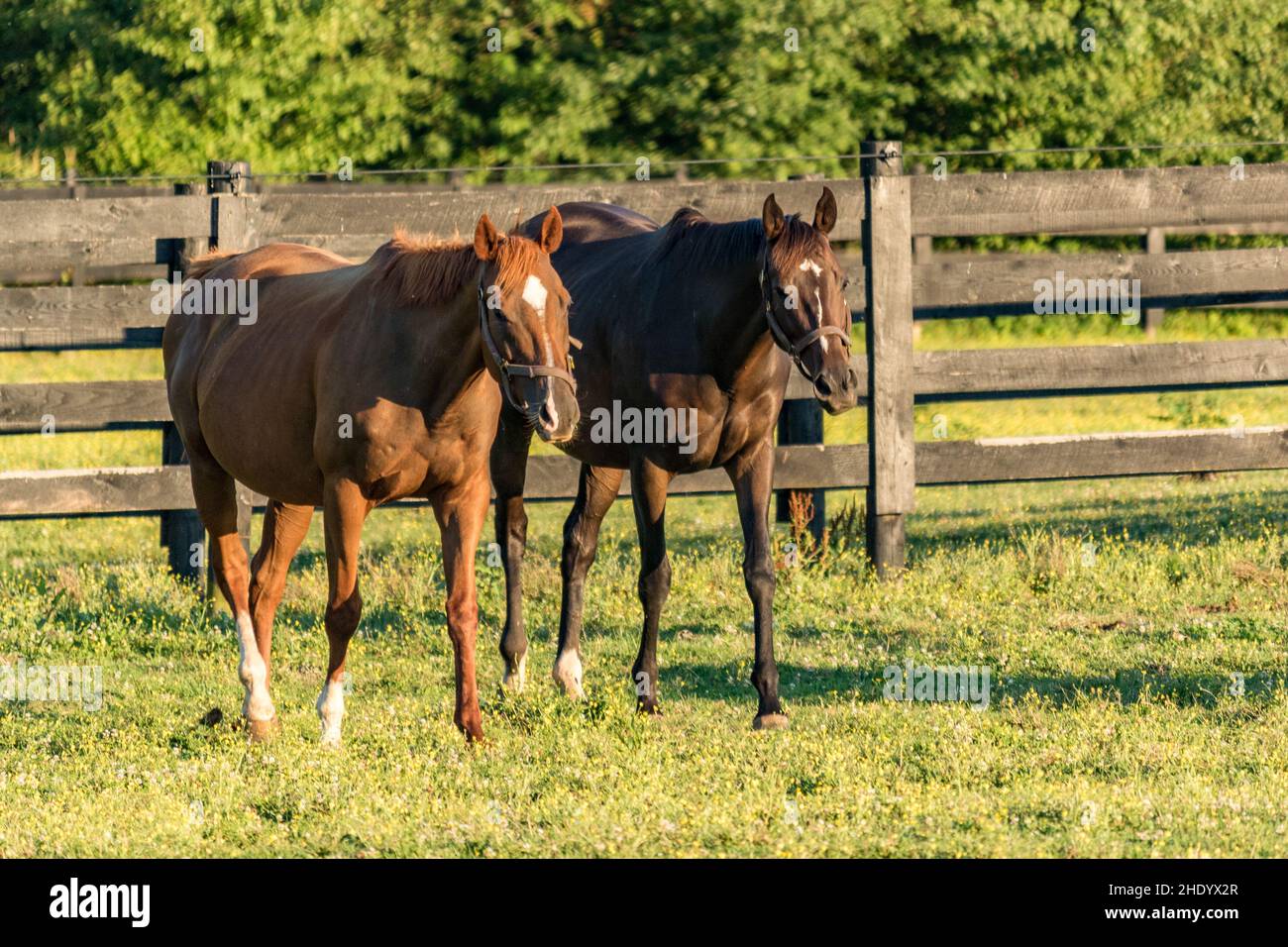 Horses in the riding park in Pennsylvania Stock Photo - Alamy