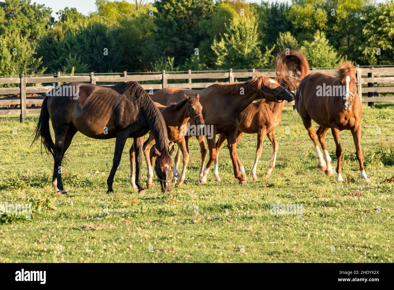 Horses in the riding park in Pennsylvania Stock Photo - Alamy