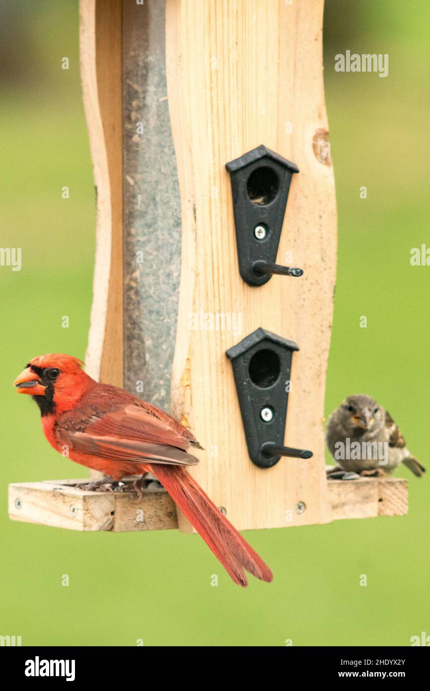 Northern cardinal on a birdhouse Stock Photo - Alamy