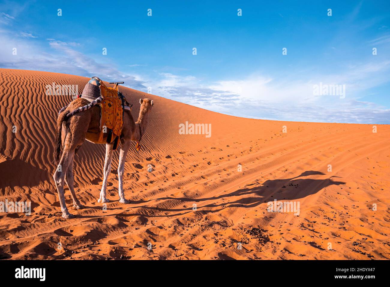 Camel footprint in sand hi-res stock photography and images - Alamy