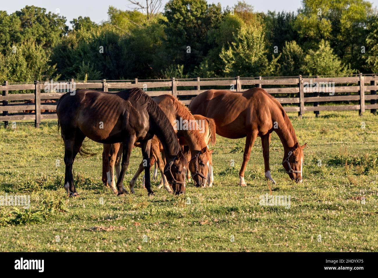 Horses in the riding park in Pennsylvania Stock Photo - Alamy