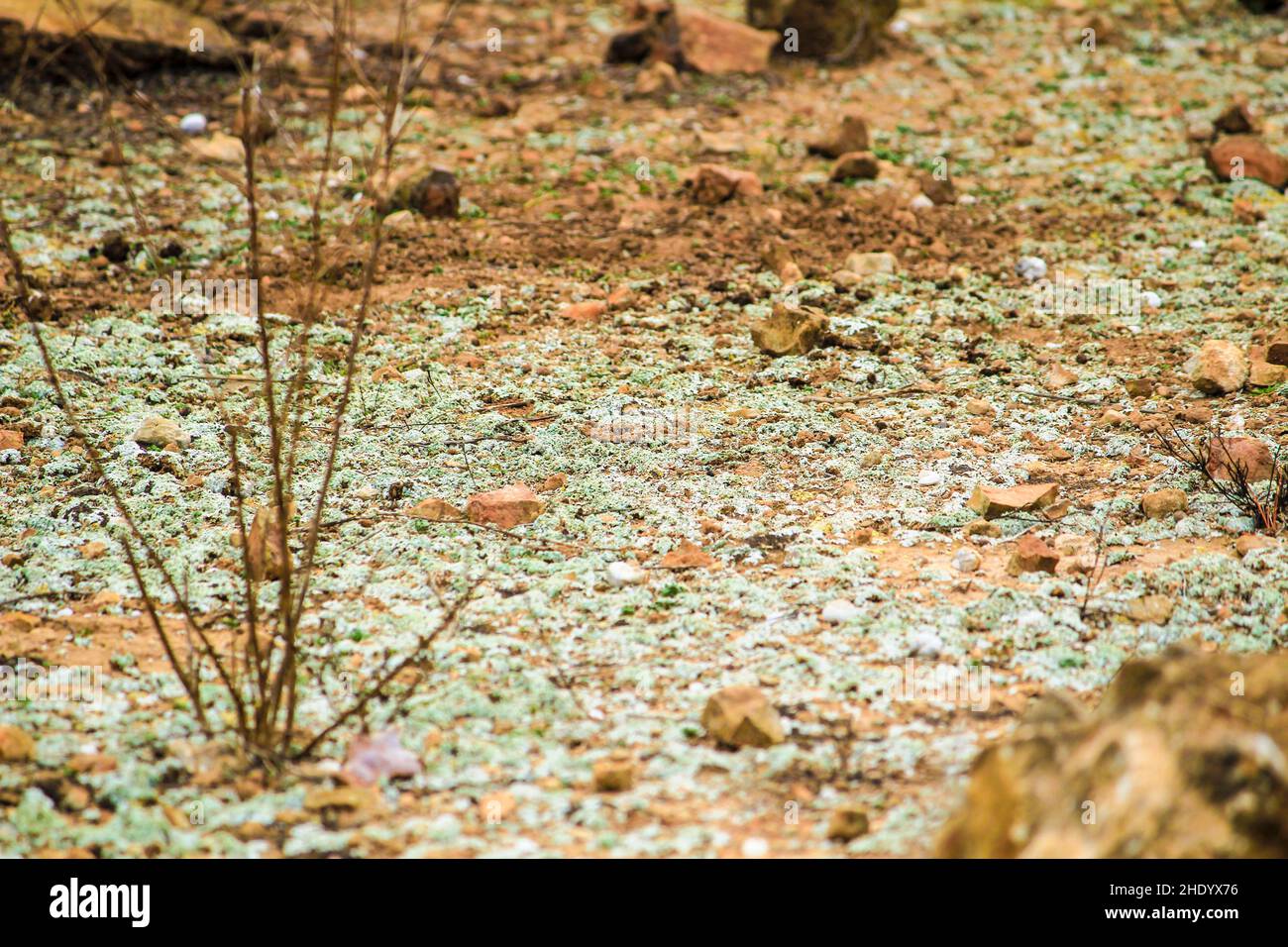 Colorful lichen on soil in the mountain in Spain Stock Photo - Alamy