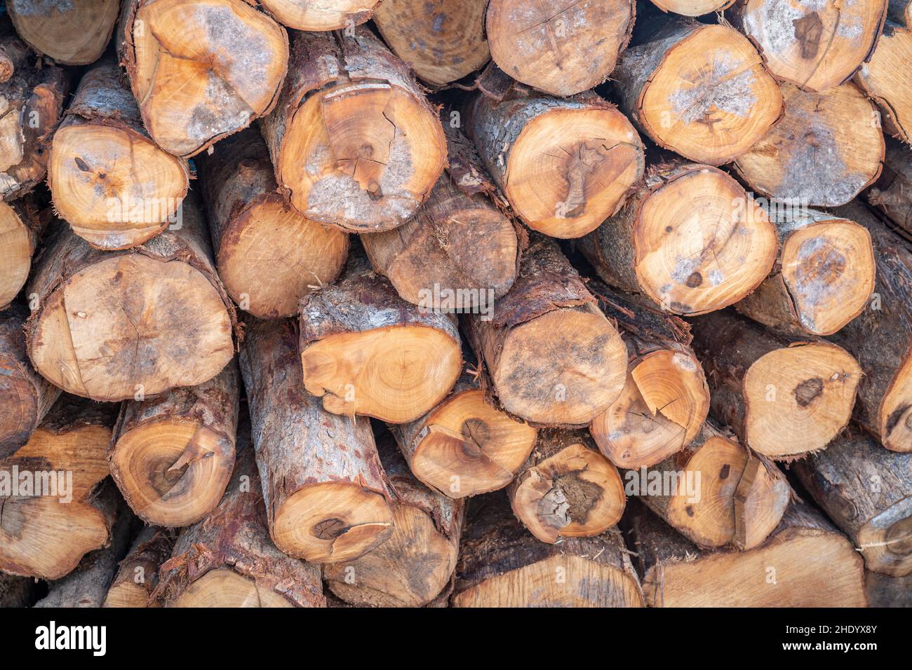 Stack wood tree trunk log stock in forest, woodpile or firewood storage ...