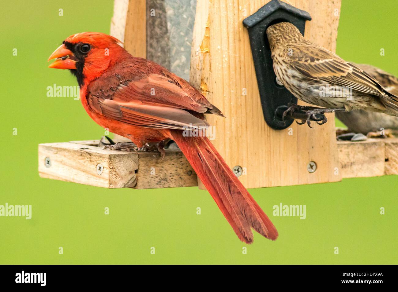 Northern cardinal on a birdhouse Stock Photo - Alamy