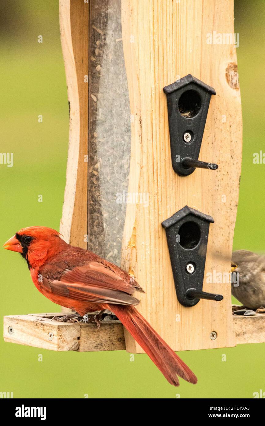 Birdhouse on branch hi-res stock photography and images - Alamy