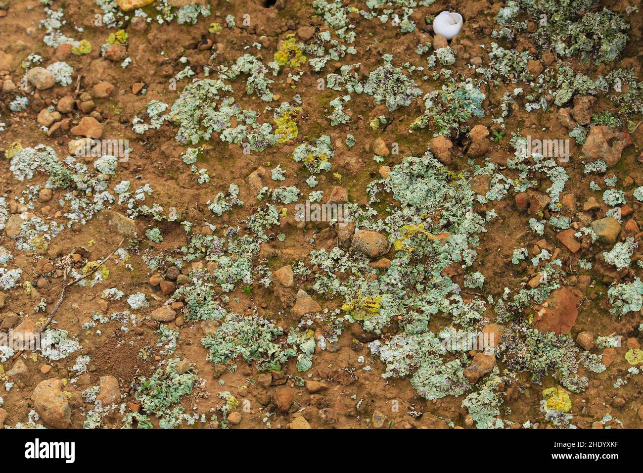 Colorful lichen on soil in the mountain in Spain Stock Photo - Alamy