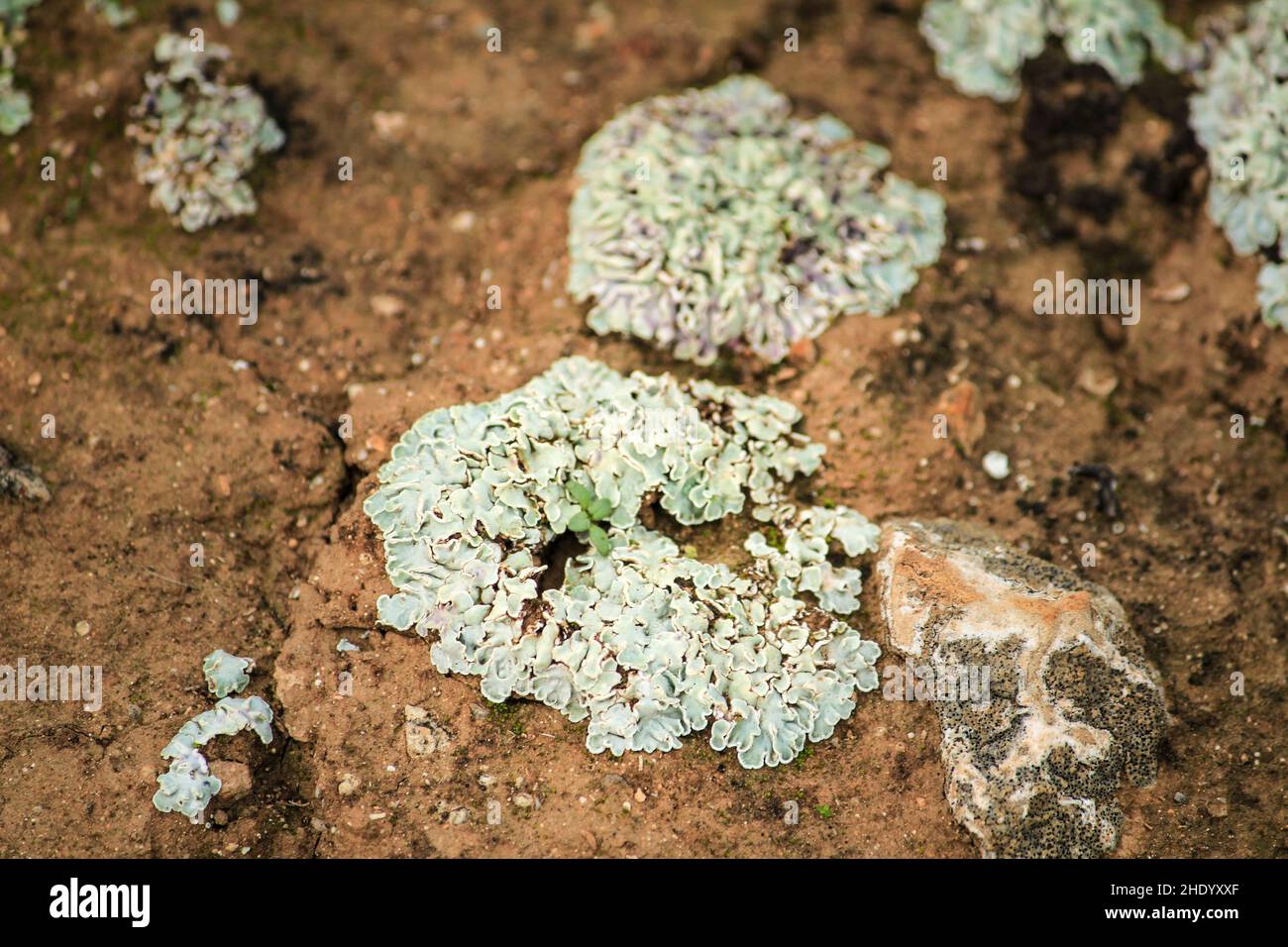 Colorful lichen on soil in the mountain in Spain Stock Photo - Alamy