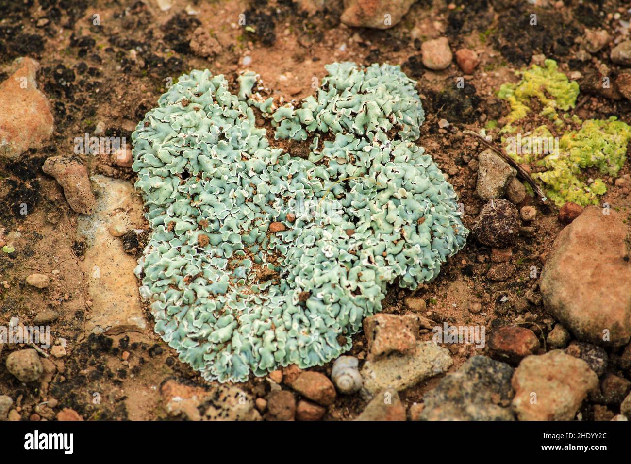 Colorful lichen on soil in the mountain in Spain Stock Photo - Alamy
