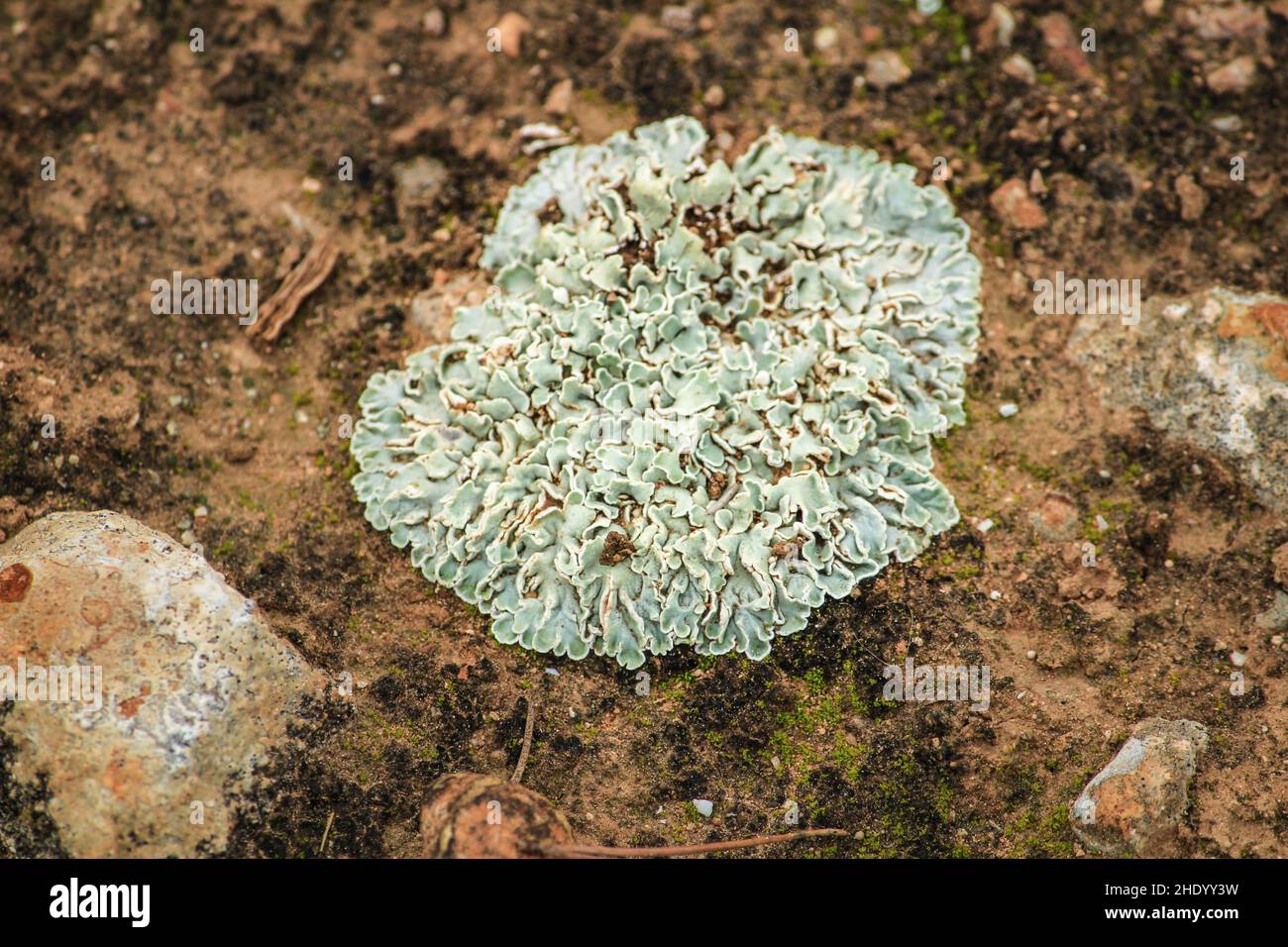 Colorful lichen on soil in the mountain in Spain Stock Photo - Alamy