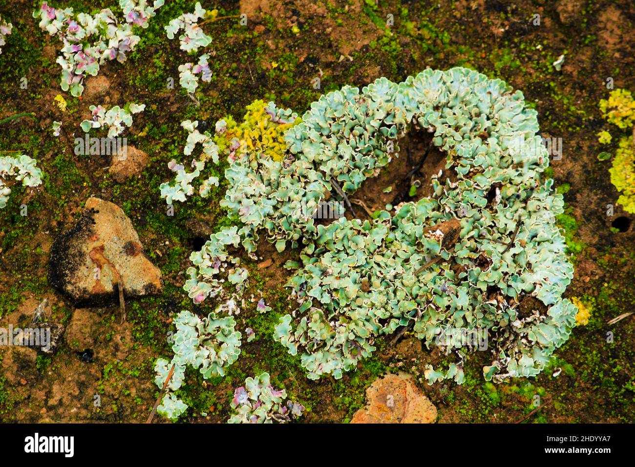 Colorful lichen on soil in the mountain in Spain Stock Photo - Alamy