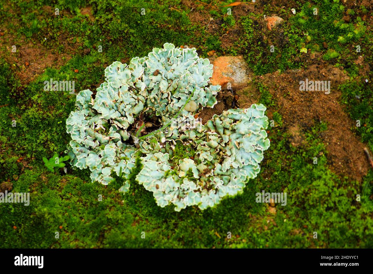 Colorful lichen on soil in the mountain in Spain Stock Photo - Alamy