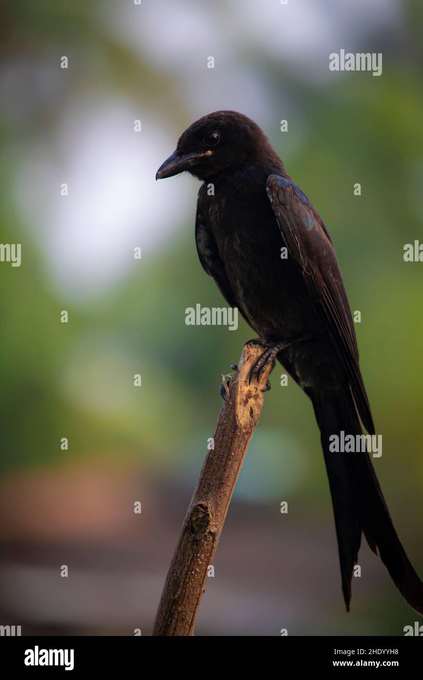 A black drongo bird sit on a branch of tree in a beautiful morning ...