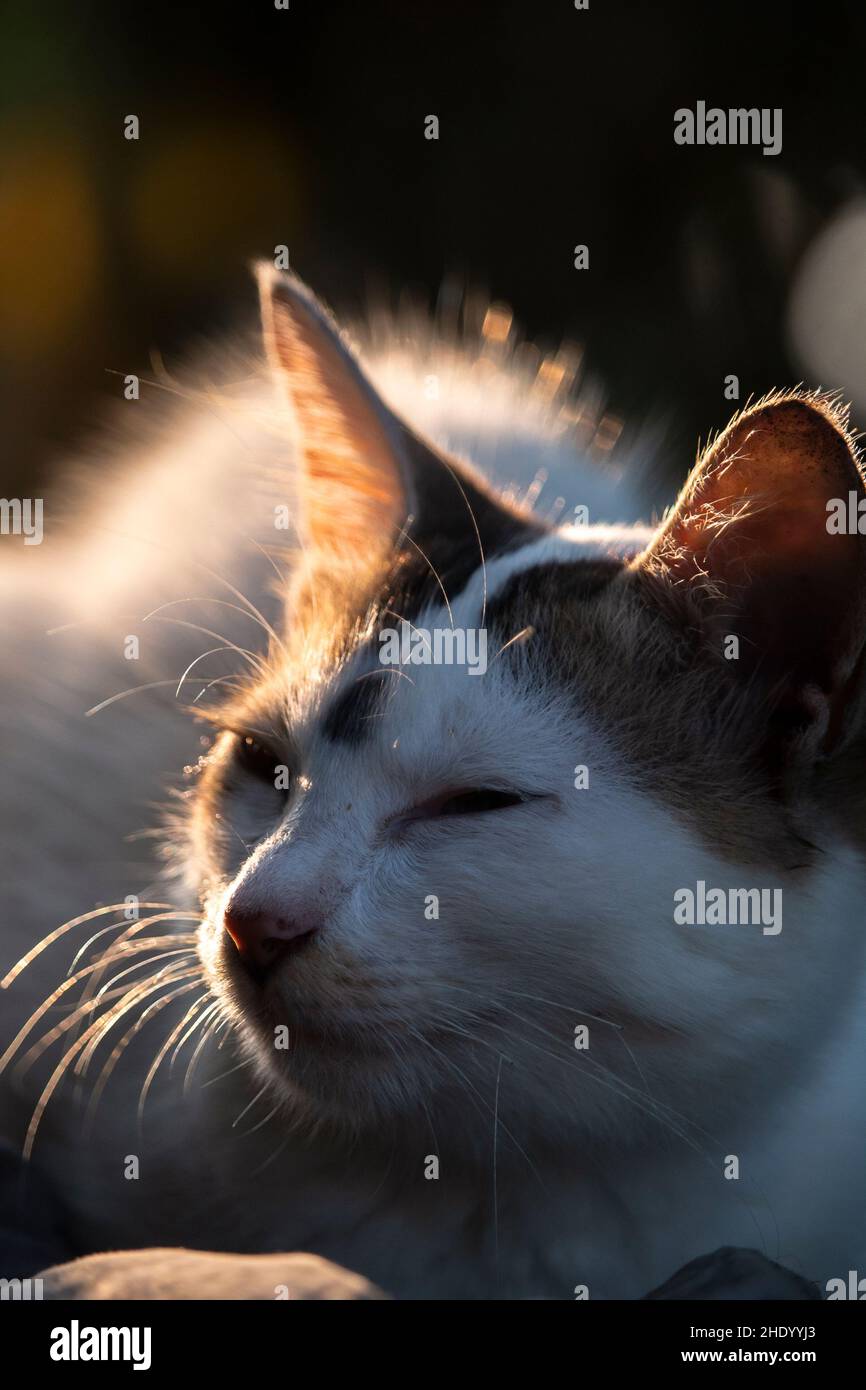 Face close up of a beautiful baby cat (kitten Stock Photo - Alamy