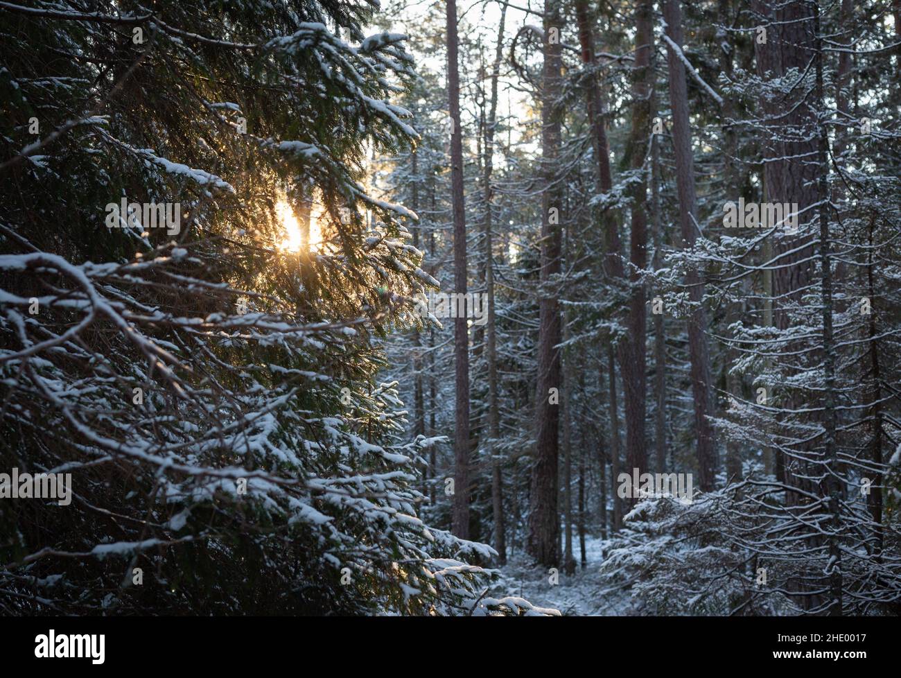 Winter hike in the snowy forest. Winter in the forest. Scandinavian ...