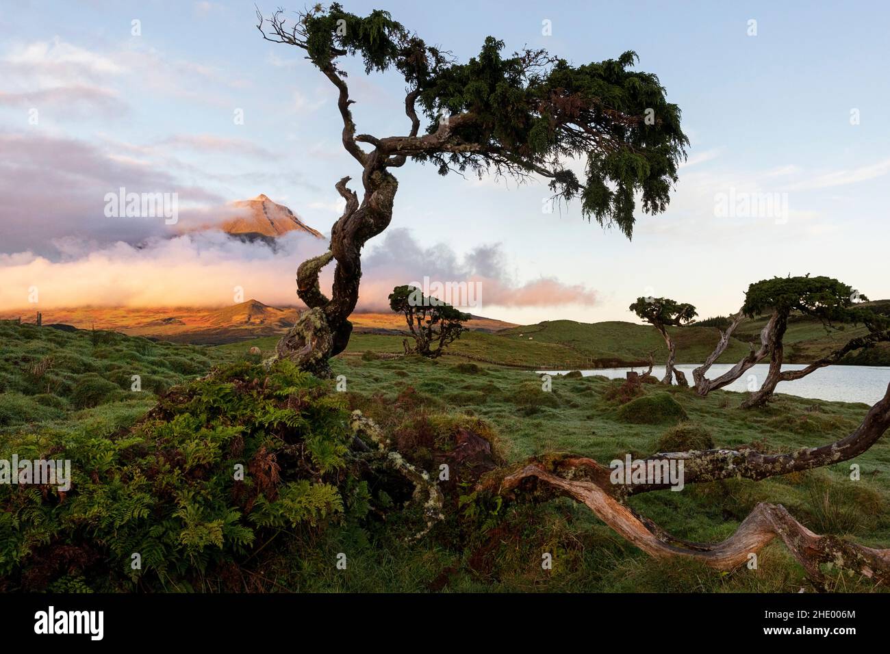 Azorean heather hi-res stock photography and images - Alamy