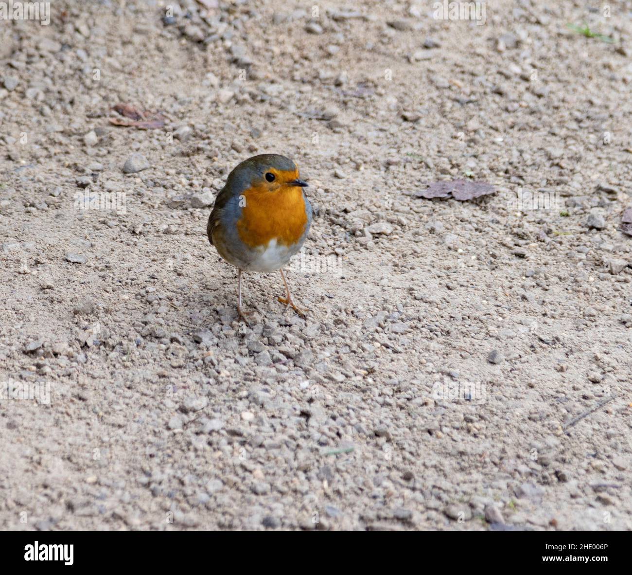 A robin on the ground Stock Photo - Alamy