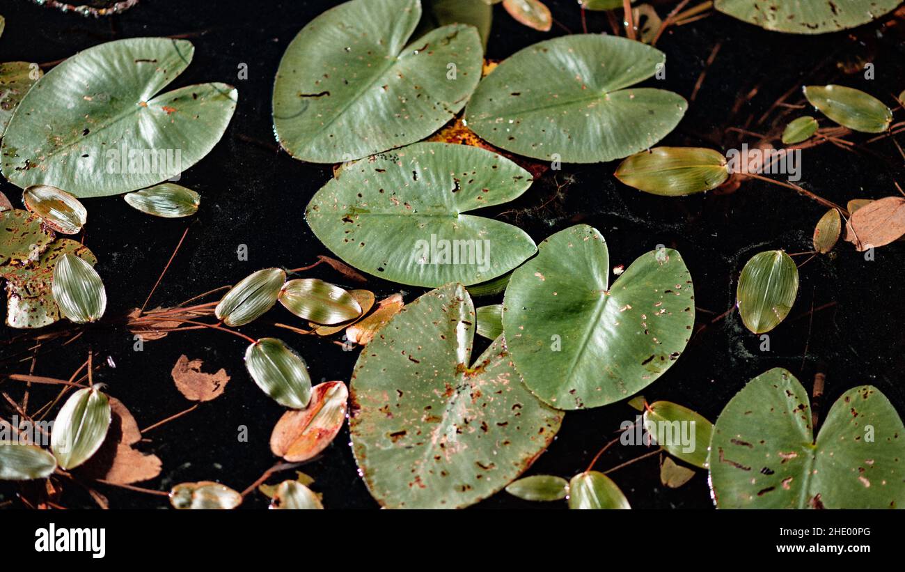 High angle shot of water lilies on top of a lake Stock Photo - Alamy