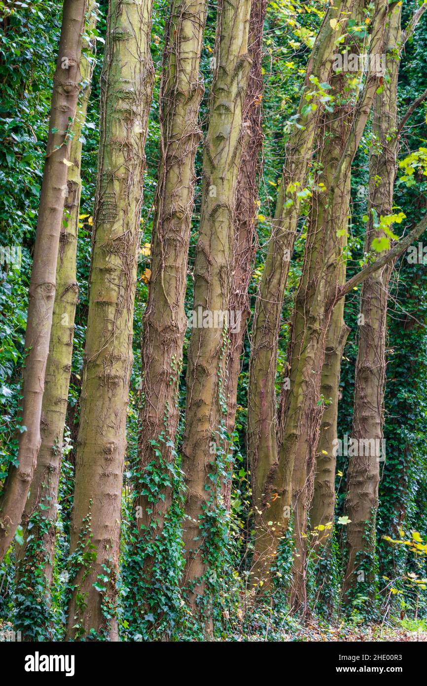 Row of nine Lombardy Poplar tree trunks next to a leave covered pathway ...