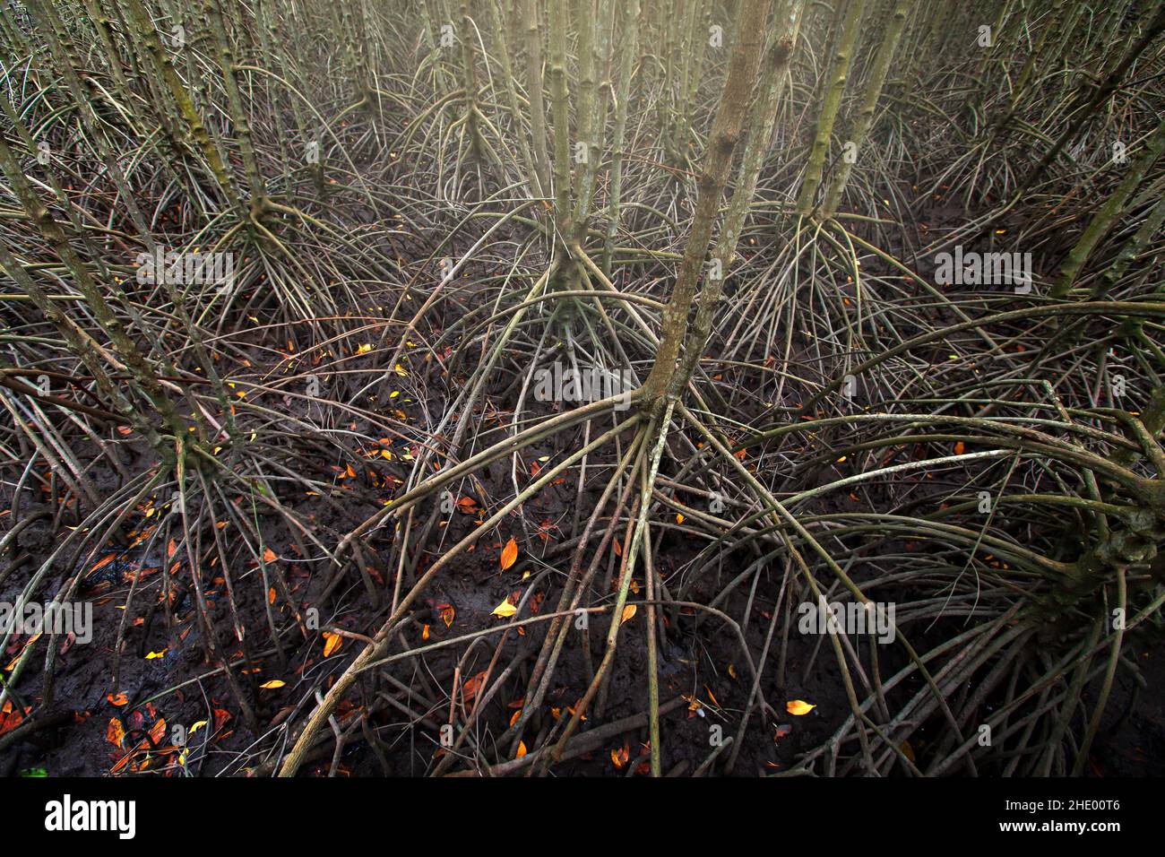 High angle view of mangrove trees trunks and roots in a mangrove forest ...