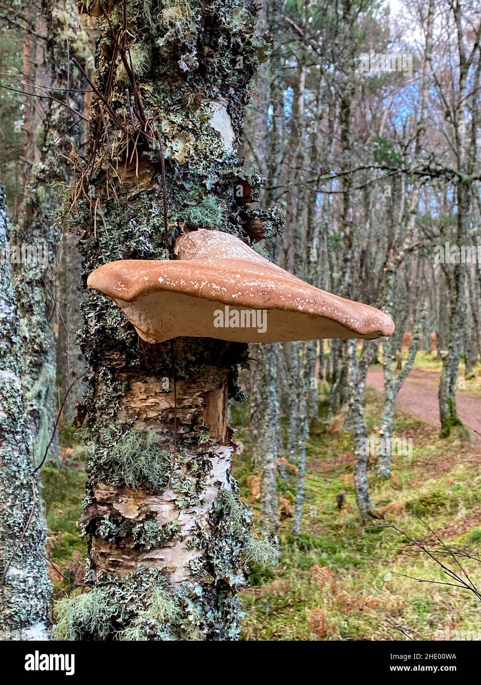Fomitopsis betulina, commonly known as the Birch Polypore, Birch ...
