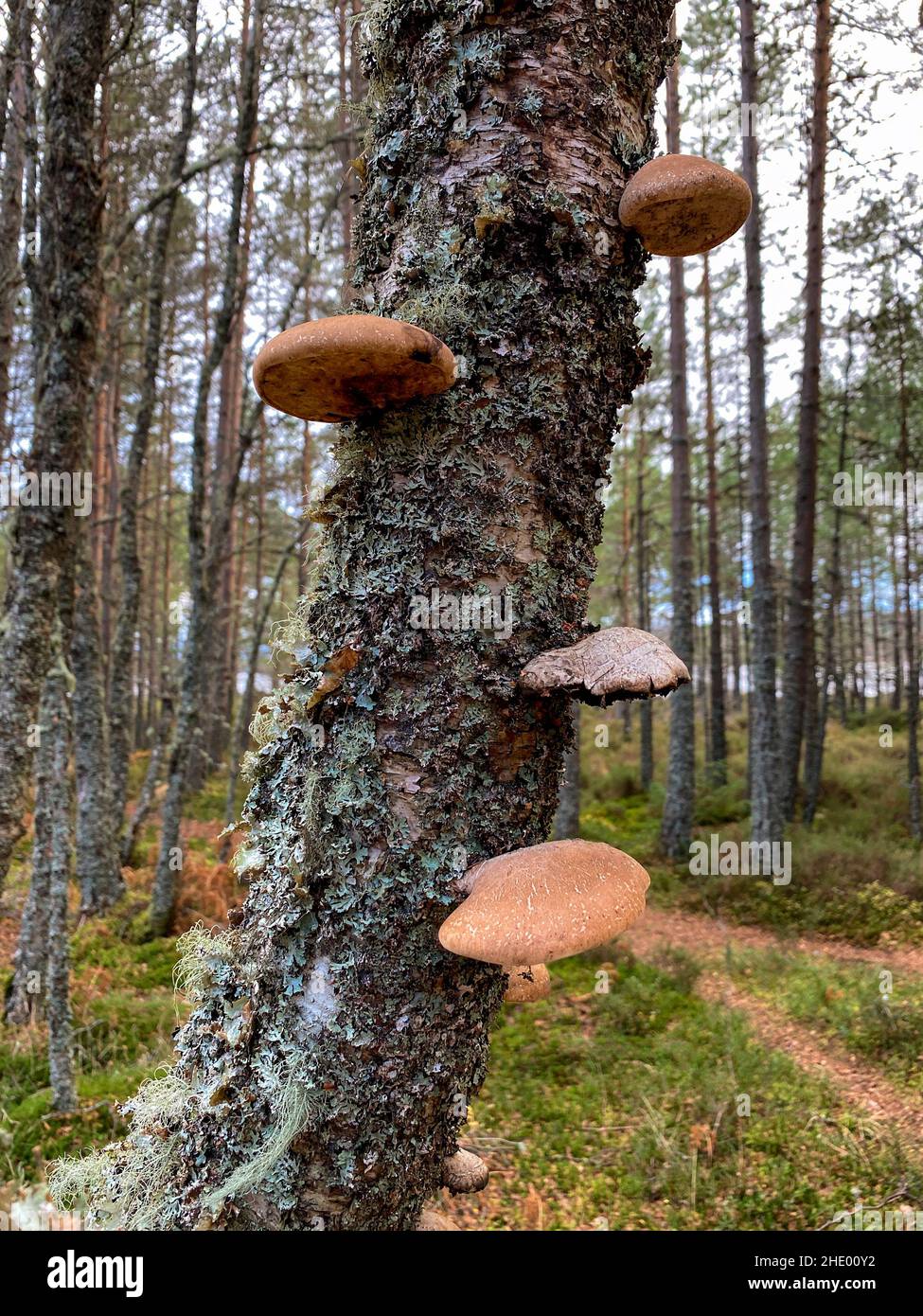 Fomitopsis betulina, commonly known as the Birch Polypore, Birch ...
