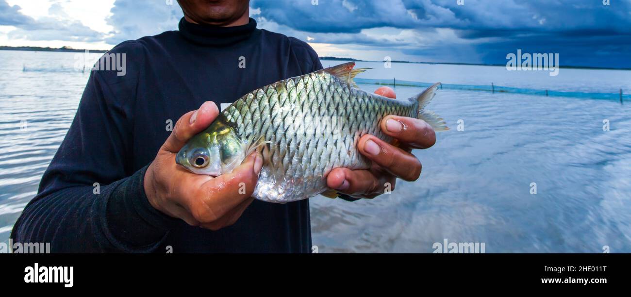 Close-up an Asian fisherman hands holding a big Silver barb during the ...