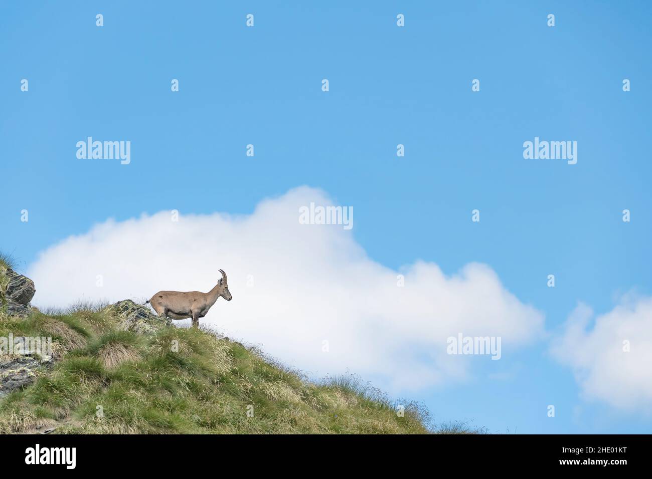 Ibex silhouette art hi-res stock photography and images - Alamy