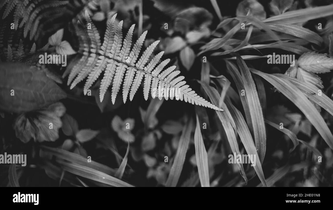Closeup shot of some plants in a forest during the day in grayscale ...