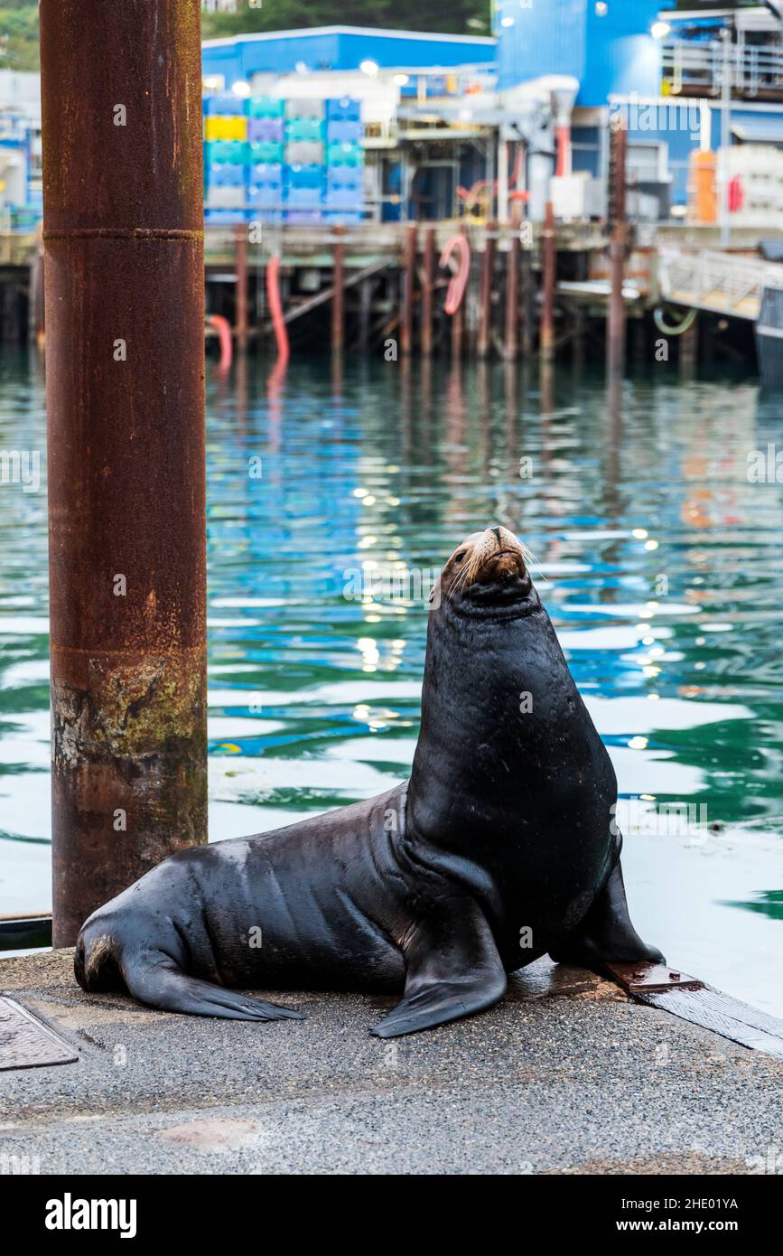 Pinniped hi-res stock photography and images - Alamy