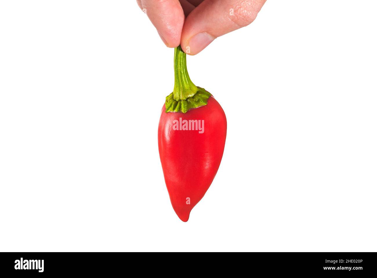 Hot red pepper in hand on a white background Stock Photo - Alamy
