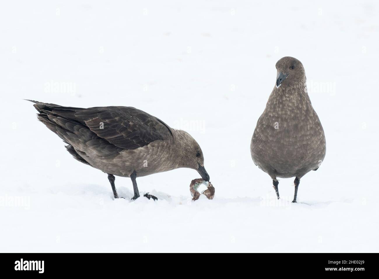 Two skuas eat a Gentoo penguin egg Stock Photo - Alamy