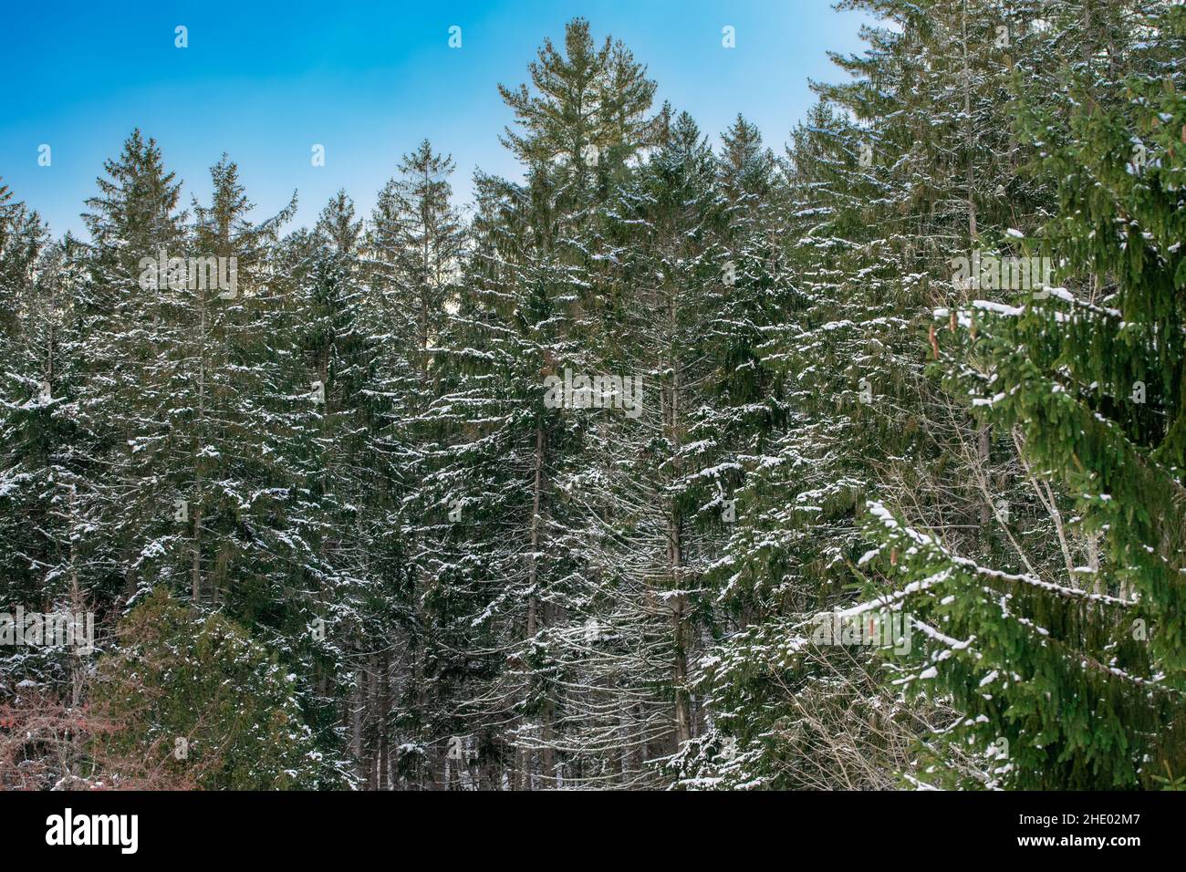 Snow covered pine trees and evergreens on a clear sky winter day Stock ...