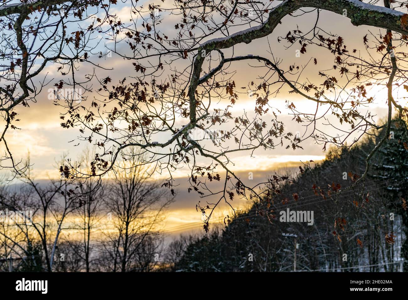 Snow covered maple tree branch with dried leaves in front of yellow ...