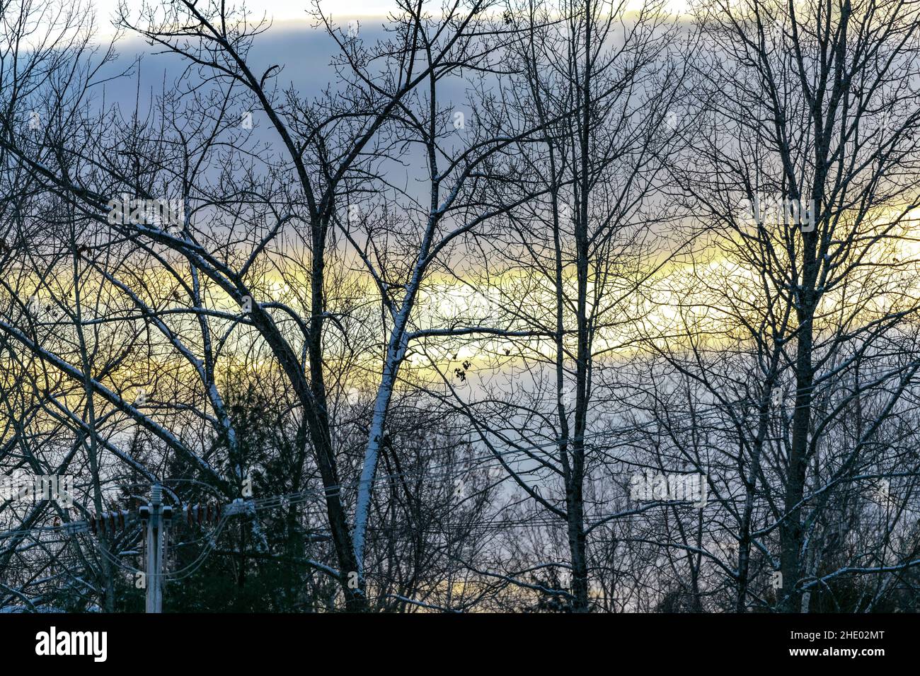 Snow covered pine trees and evergreens on a clear sky winter day Stock ...