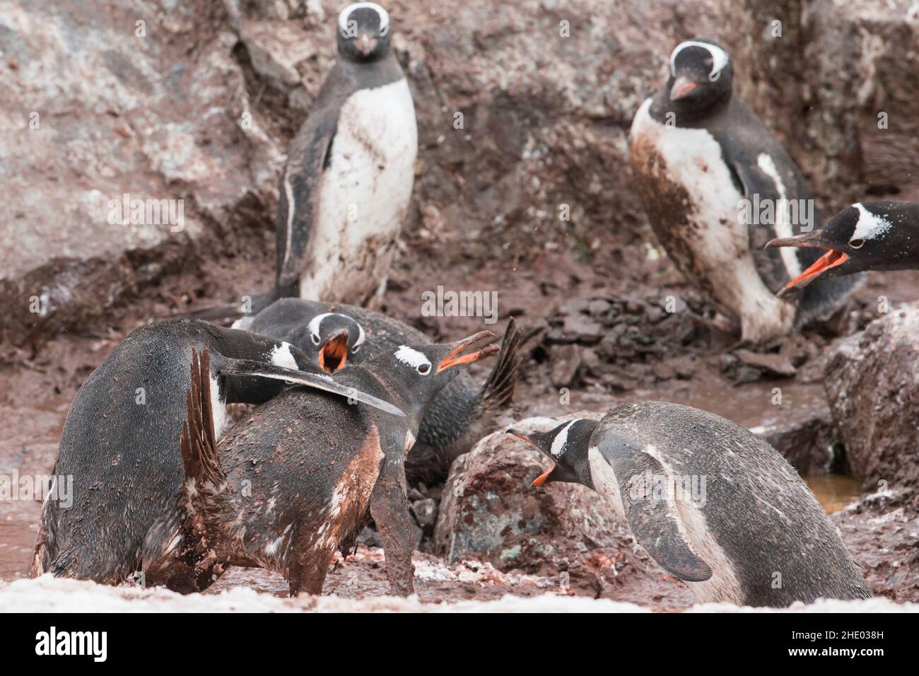Penguin attack hi-res stock photography and images - Alamy