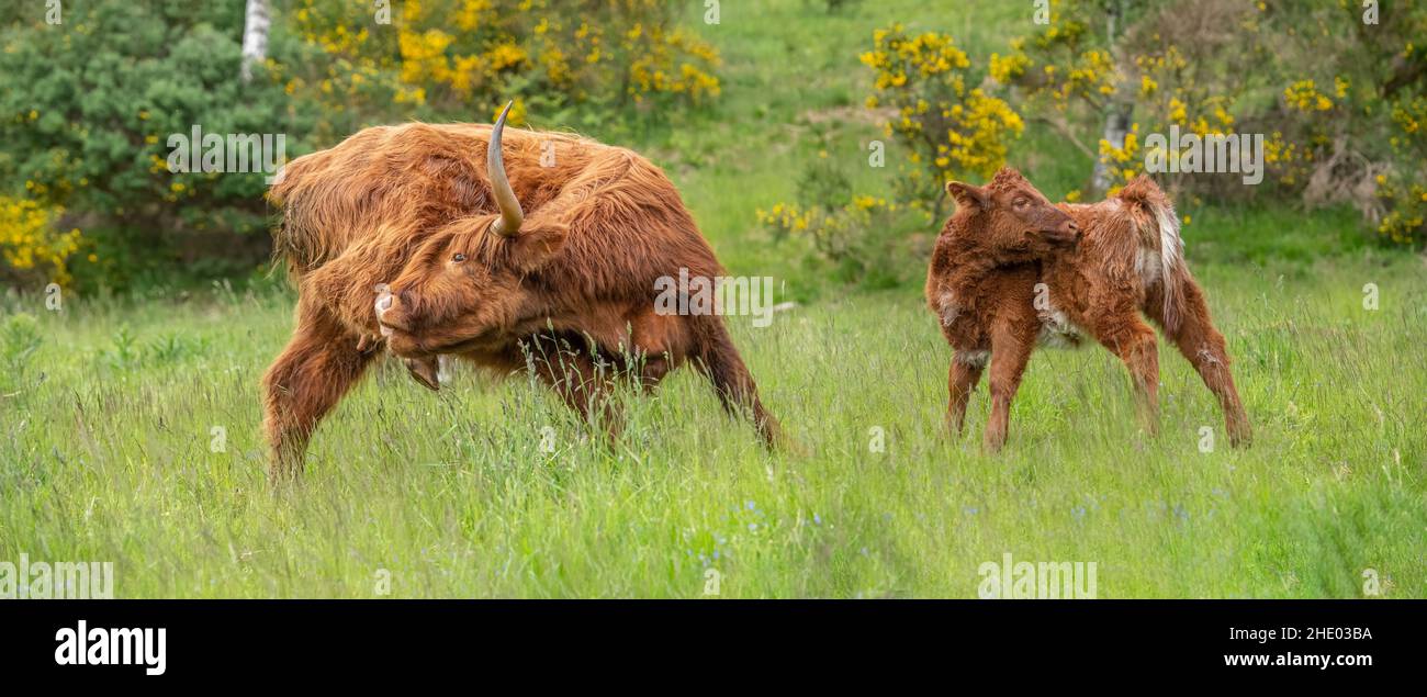 Mother preening hi-res stock photography and images - Alamy