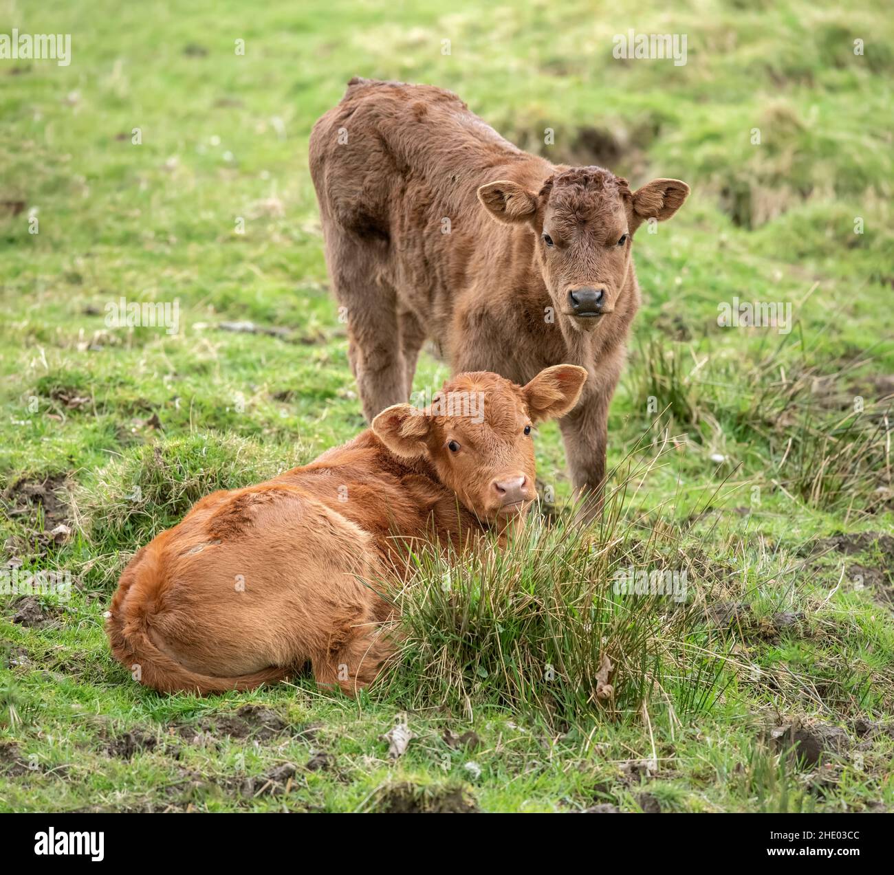 Brown calves close up, in a field in Scotland, uk in the Summertime ...